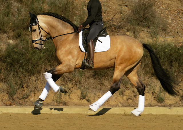 Stallion AI Services: Spanish Horse Specialists